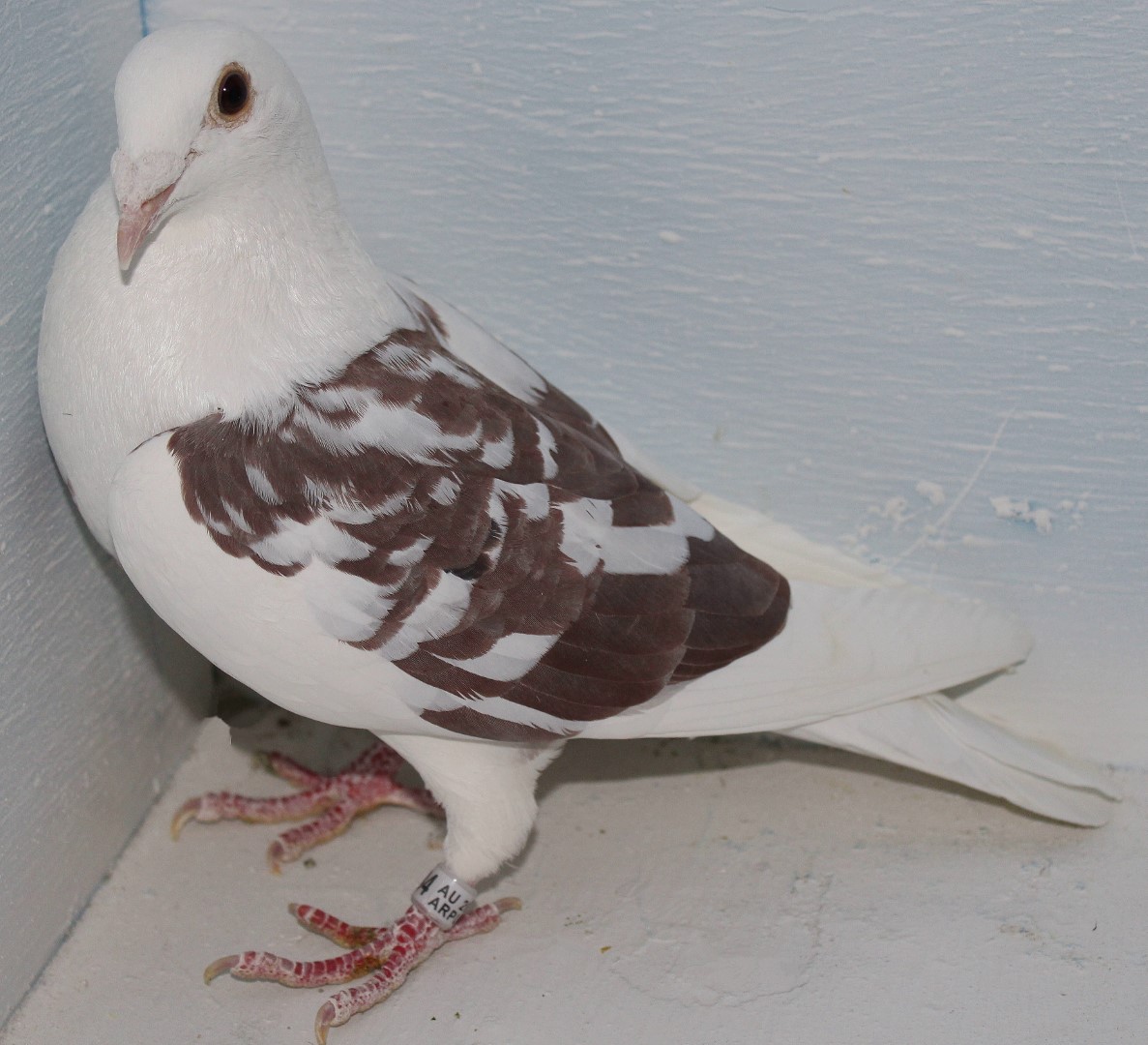 ClayHaven Farms | Racing Pigeons | Pure Paul Sions | Pure Hansennes ClayHaven Farms | Racing Pigeons | Pure Paul Sions | Pure Hansennes
